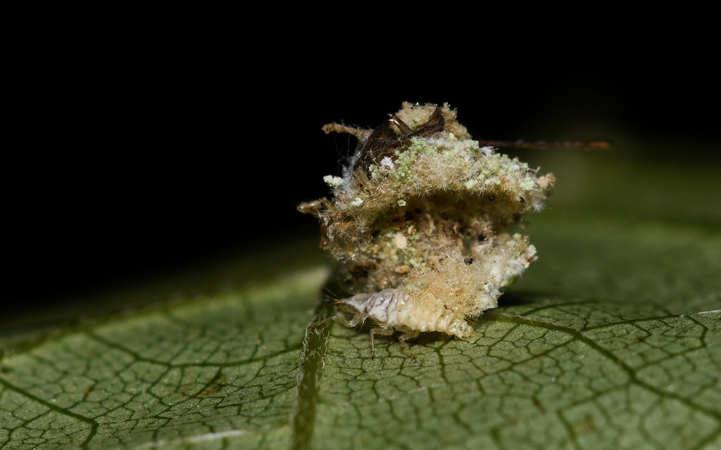 Nature has amazing masters of disguise | News, Sports, Jobs - Times ...